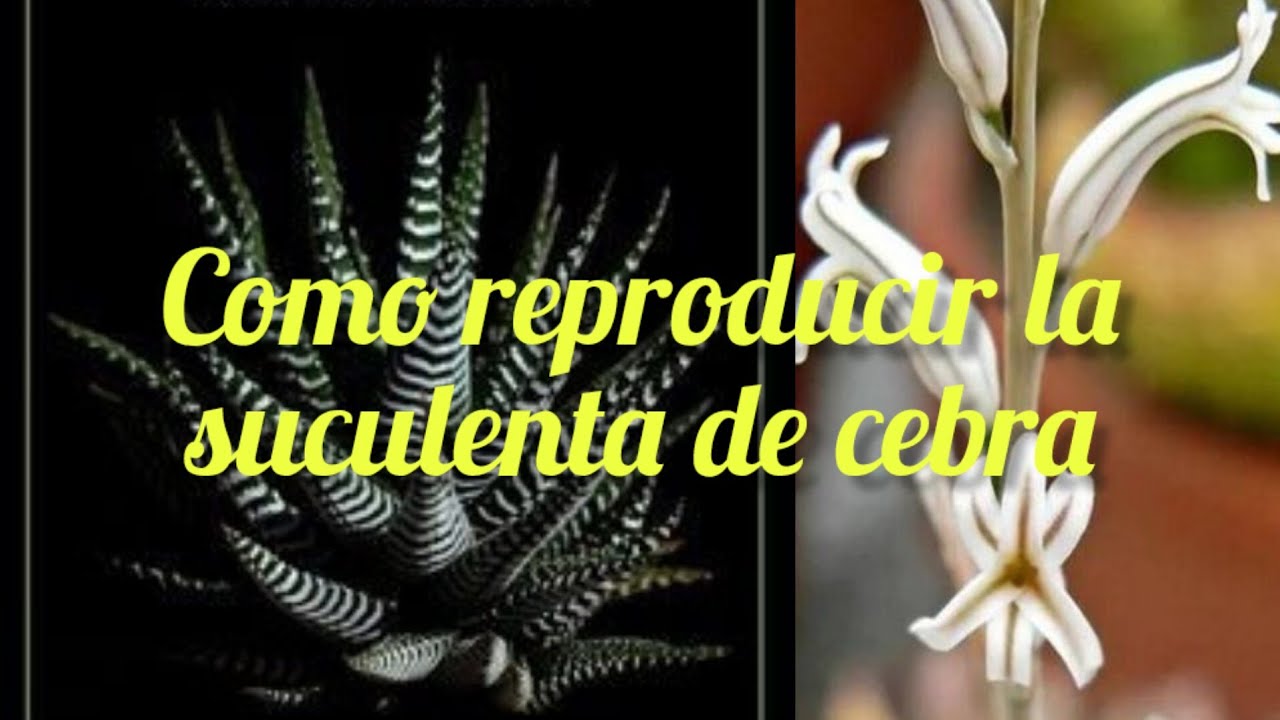 Reproducción de Haworthiopsis attenuata/ suculenta de cebra, proceso ...