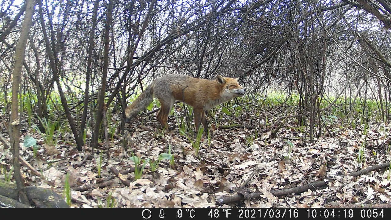 MALE FOX ENJOYS APPLE [ PLM WILDLIFE ] - YouTube