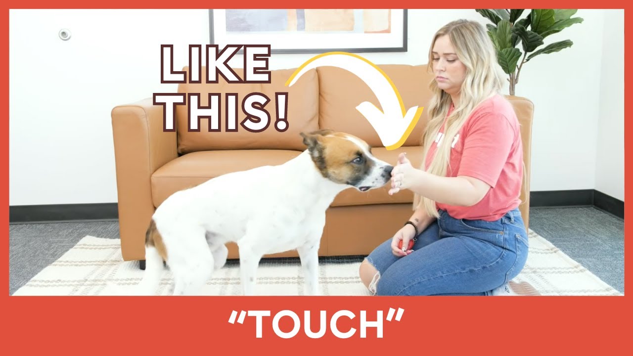 Teach Your Dog "TOUCH" [Video 4/14] - YouTube