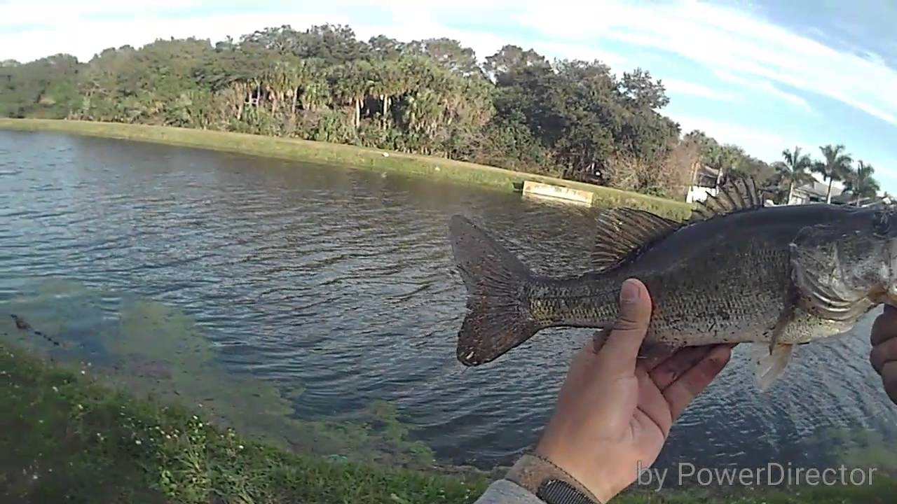 Bass fishing, two 18" fish - YouTube