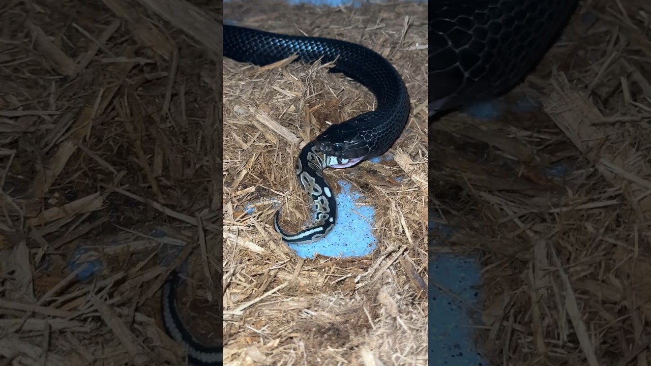 INDIGO SNAKE enjoying a thawed python for lunch 🙌🏻 Known for eating ...