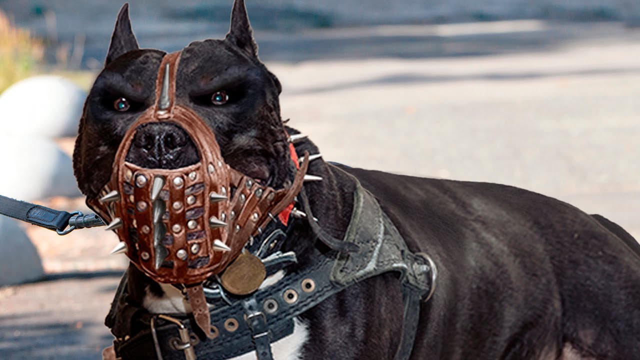 These Are The Most ILLEGAL Dog Breeds In The World YouTube these-are-the-most-illegal-dog-breeds-in-the-world-youtube