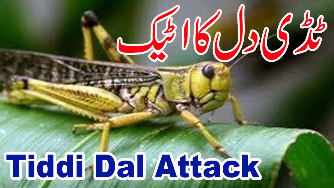 Tiddi Dal Attack in Multan Punjab Pakistan | Tiddi Dal Attack in ...