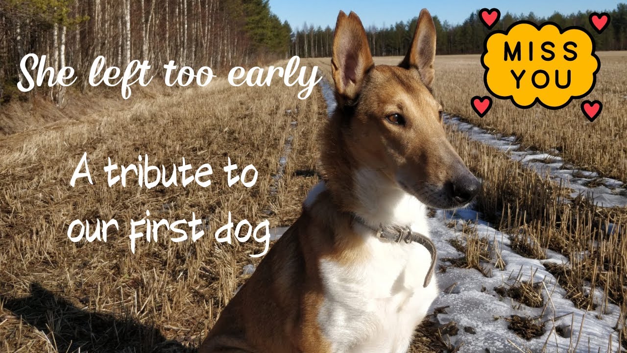 A tribute to our first smooth collie. Cancer took her too early. - YouTube