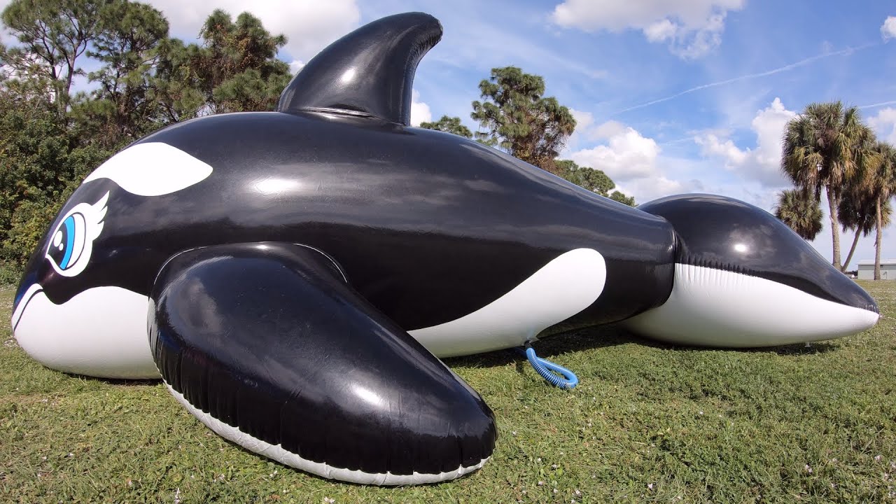 Massive 5-Meter-Long Whale Ride-On Pool Toy from Inflatable World - YouTube