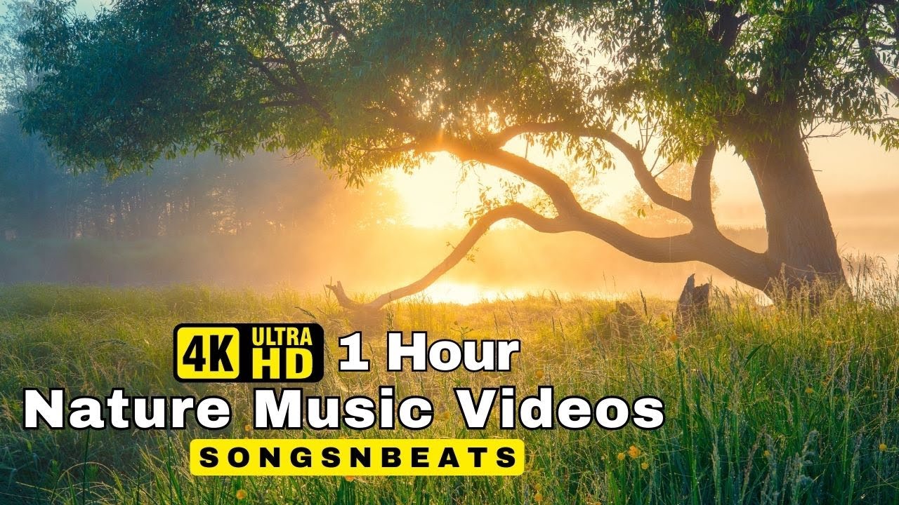Nature Forest Relaxation Music 4K - Peaceful Relaxing Music - Nature 4k ...