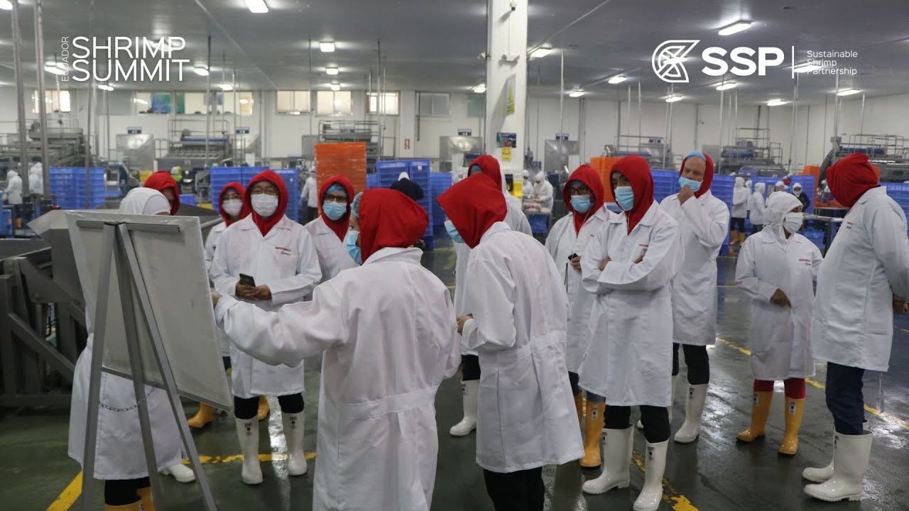 Shrimp Summit Ecuador 2023 | Visit to Promarisco's Processing Plant ...
