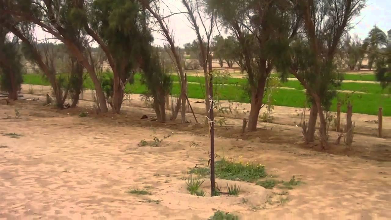 Abdaly Farm Kuwait - YouTube