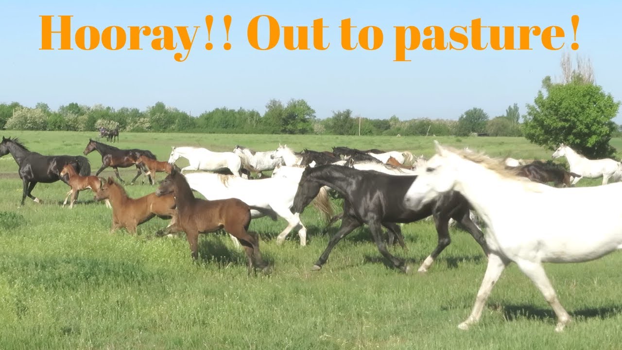Hooray!! Out to pasture! - YouTube