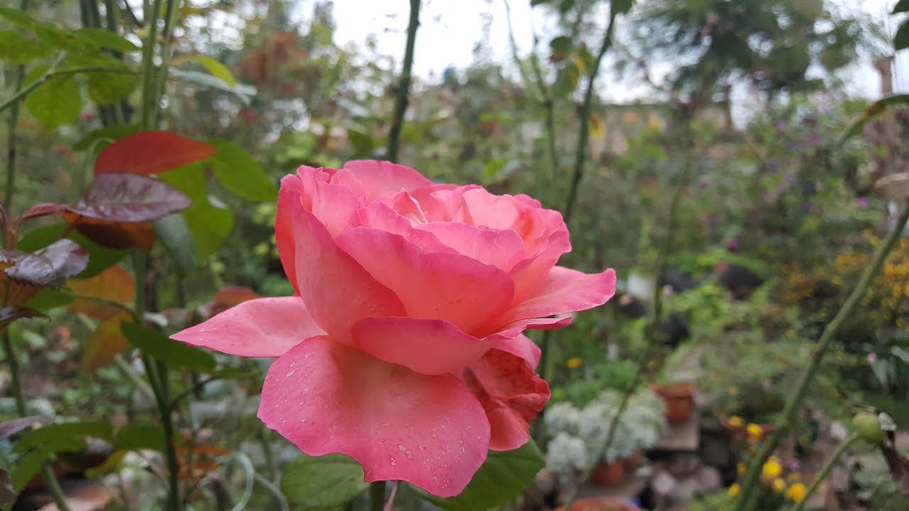 Pink Panther - Panthère Rose (MEIcapinal) / Meilland 1981 - rose - rosa ...