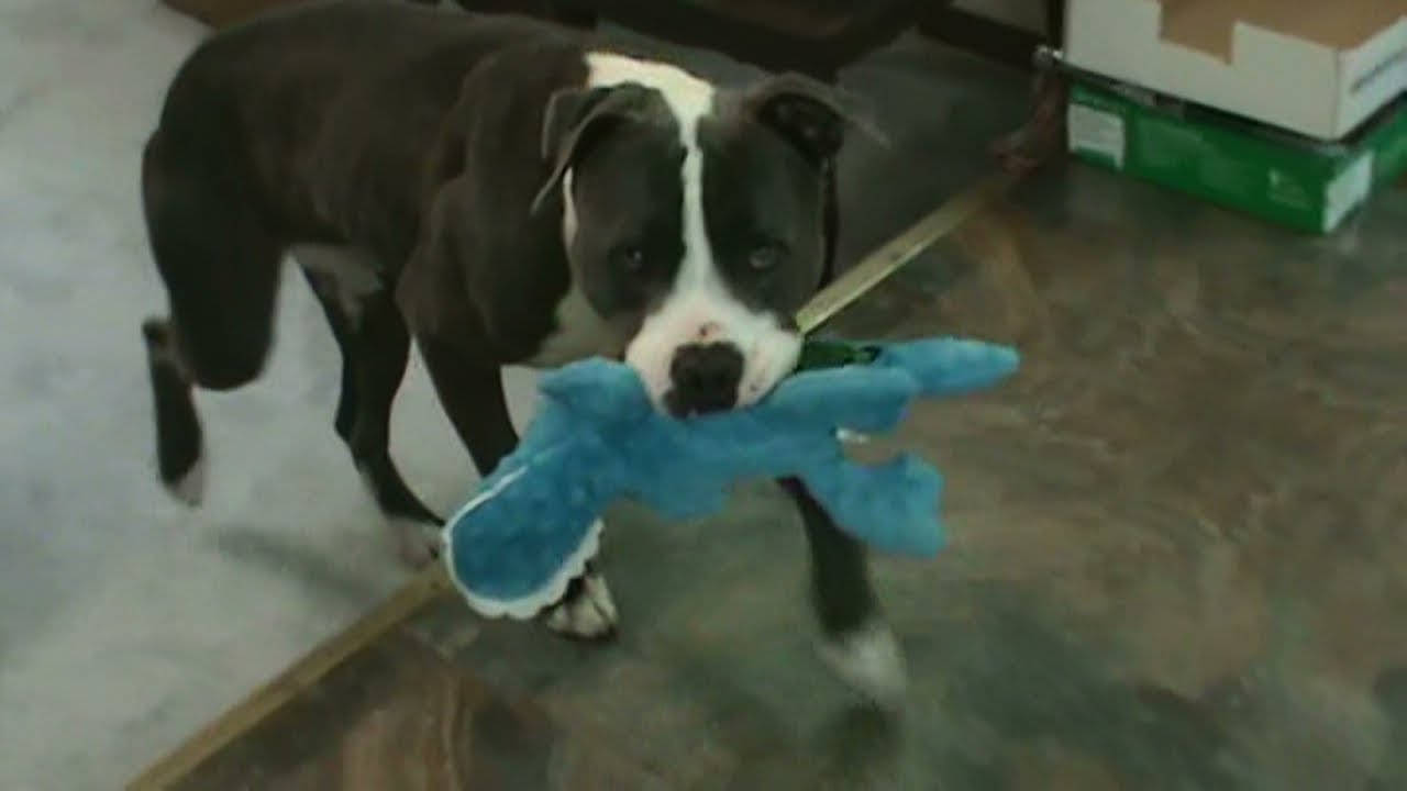 Pit Bull Puppy Benny plays blue Gator dog toy GoDog squeaky plush chew ...