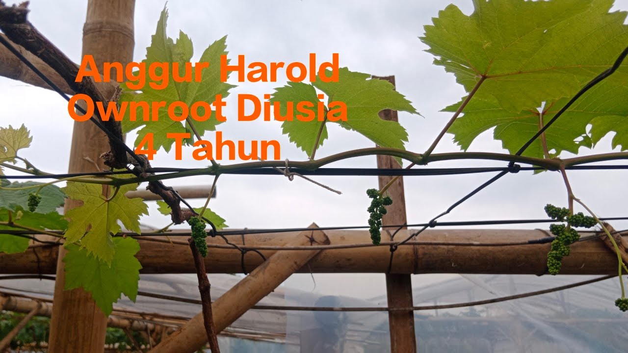 Anggur Harold || Pilihan Varian Genjah yang bagus juga ditanam Ownroot‼ ...