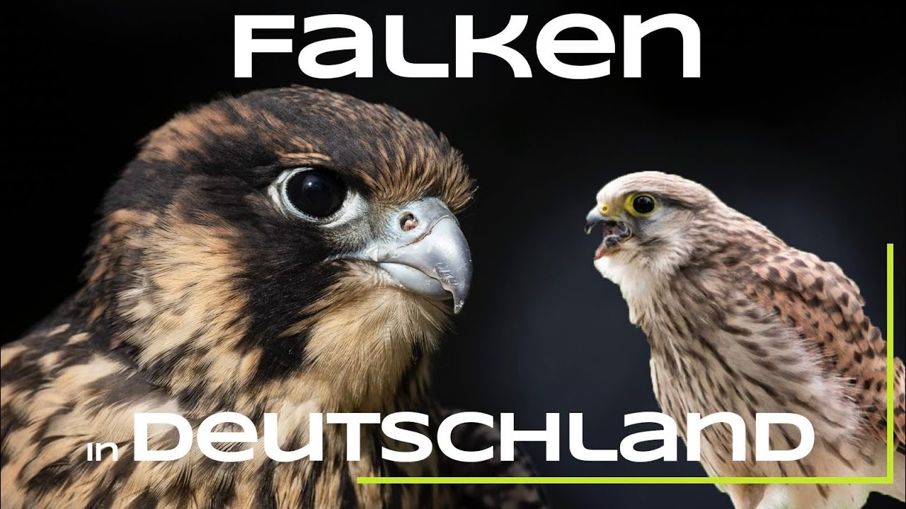 Turmfalke, Wanderfalke und Co. - Alle Falken Deutschlands - Vögel ...