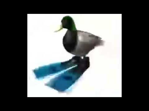 Duck spinning to funky baseline - YouTube