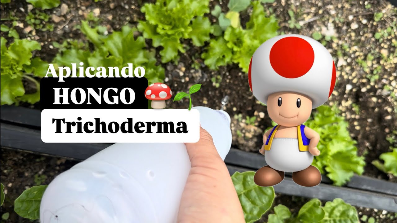 Hongo mata hongo. 🍄 aplicamos Trichodermas a nuestros cultivos para ...