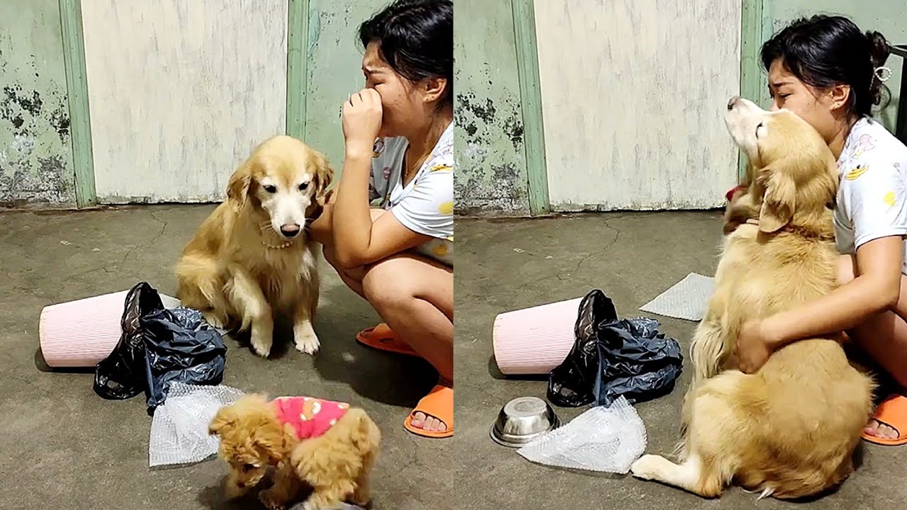 The golden retriever comforts his owner who is crying because of anger😭 ...