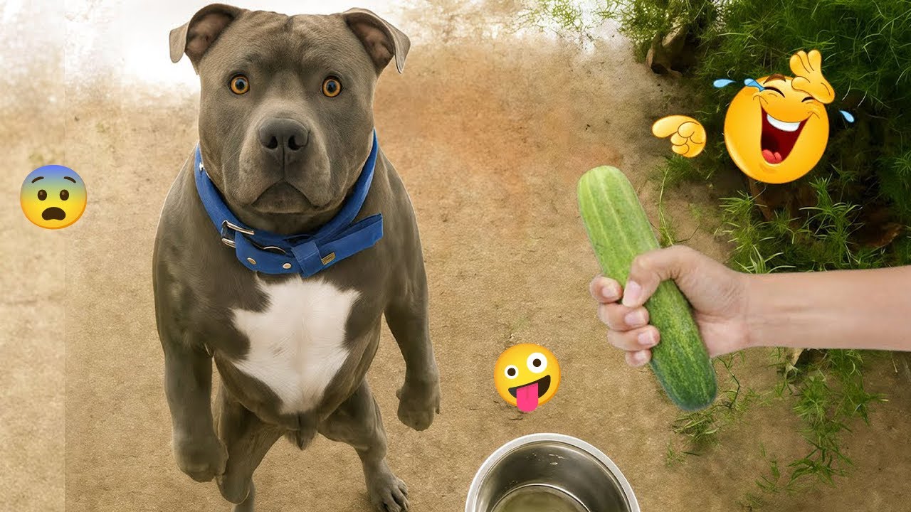 I Can’t Stop Laughing at These Hilarious Dogs 😂 Funny Dog Moments 2026 ...