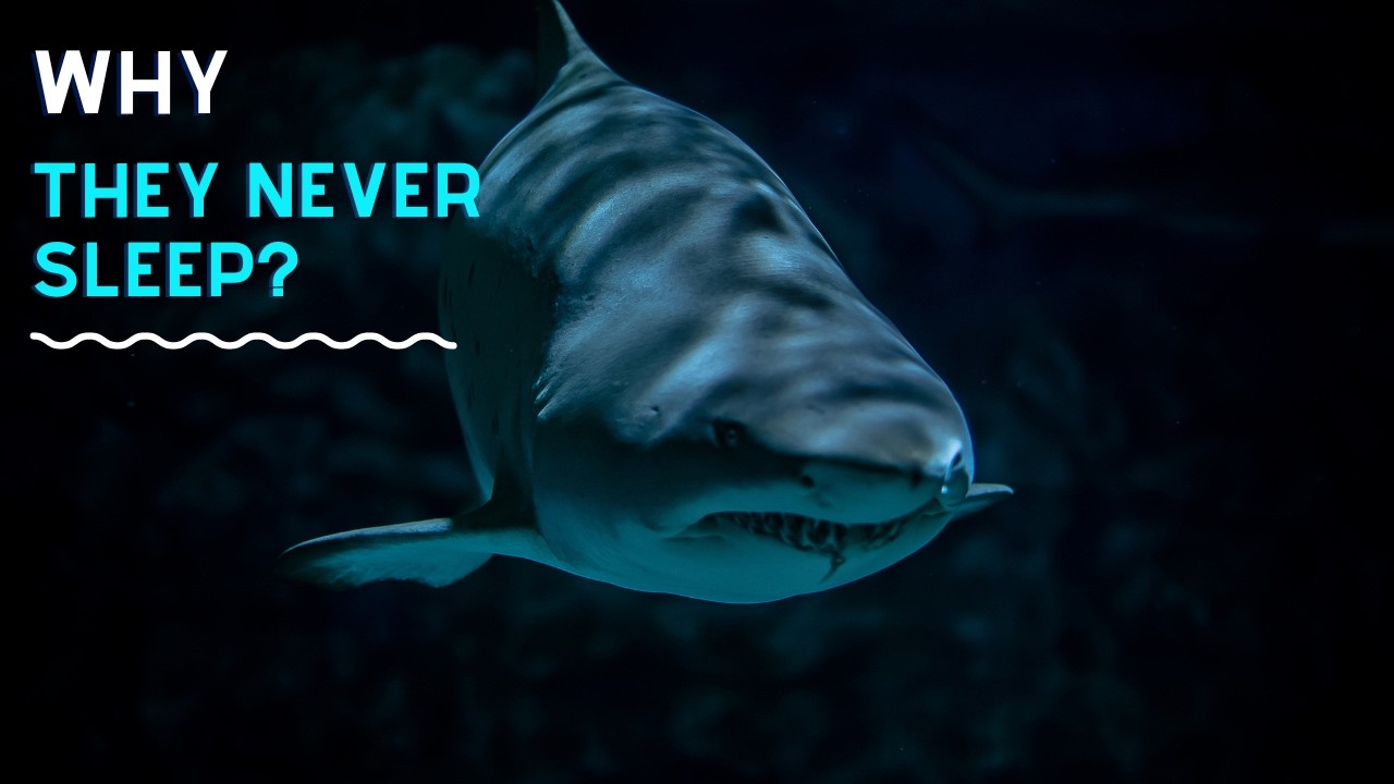 Why Do Sharks Never Sleep ? - YouTube