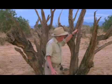 The Desert Ironwood Tree by the Old Desert Naturalist - YouTube
