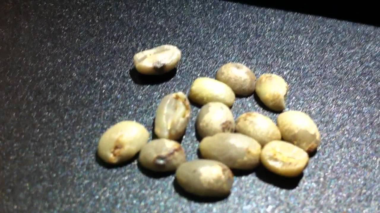 Rambling On About Rwanda: The Potato Defect Issue - YouTube