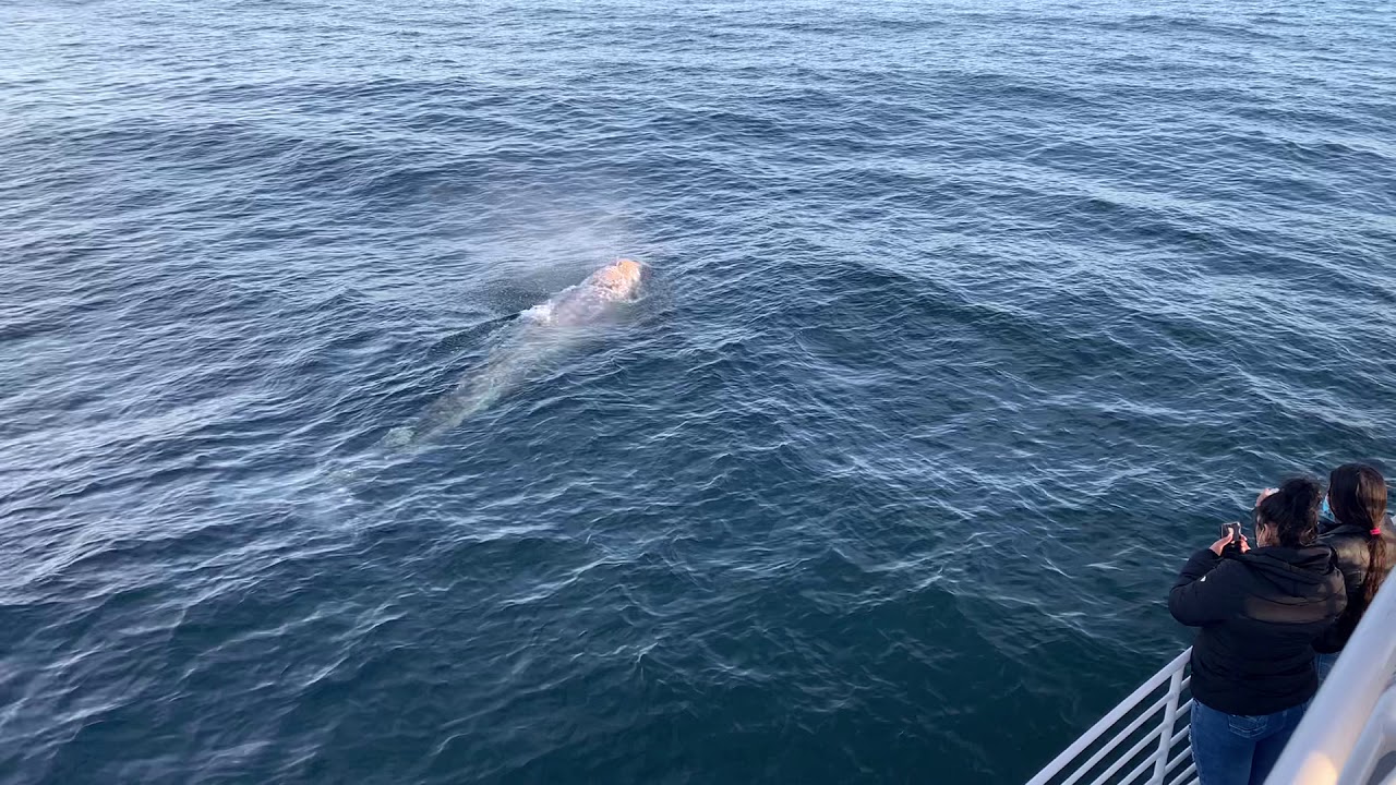 Gray Whale Migration 2021 - YouTube