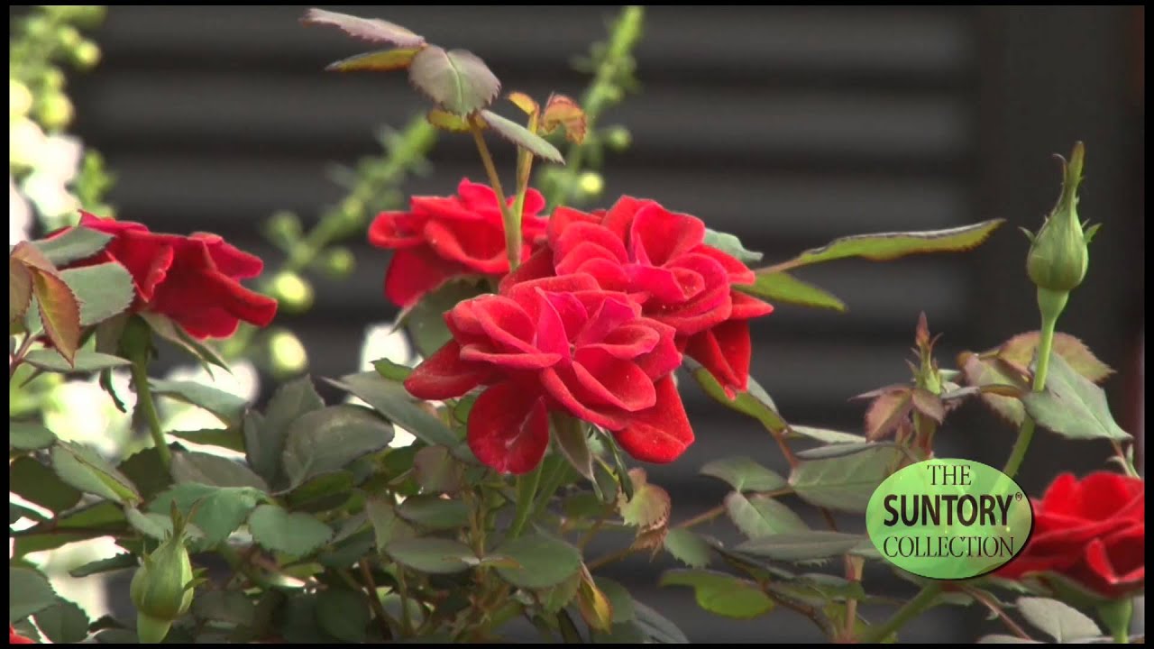 More Reasons to Grow Sunrosa Roses - YouTube