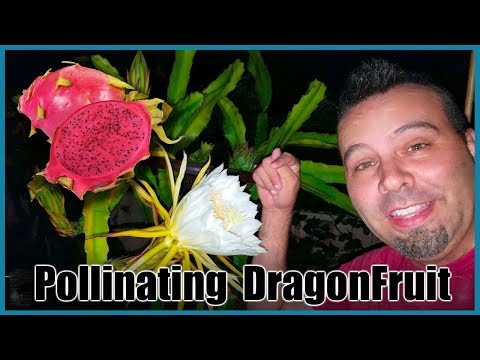How To Tell If Pollination Of Dragon Fruit Us Successful