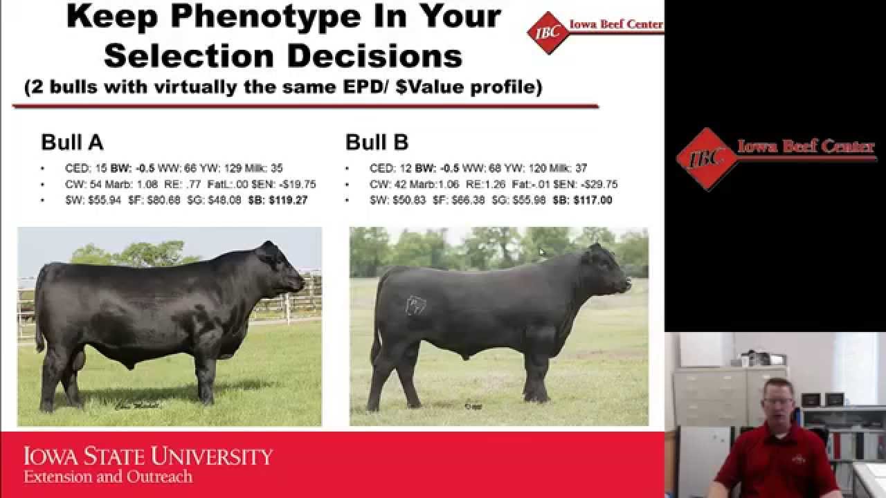 Genetic Considerations for the First-calf Beef Heifer - YouTube