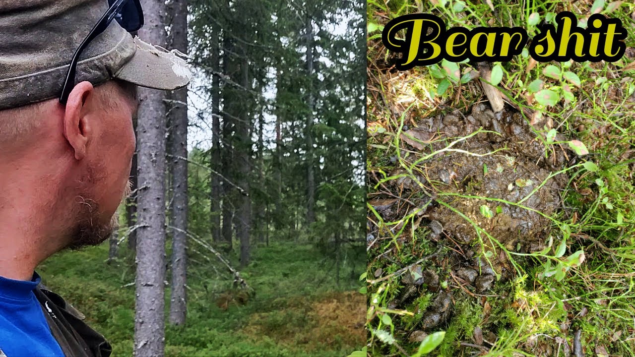 Weird Dude From Finland Talking to a Camera About Bear Shit in the ...