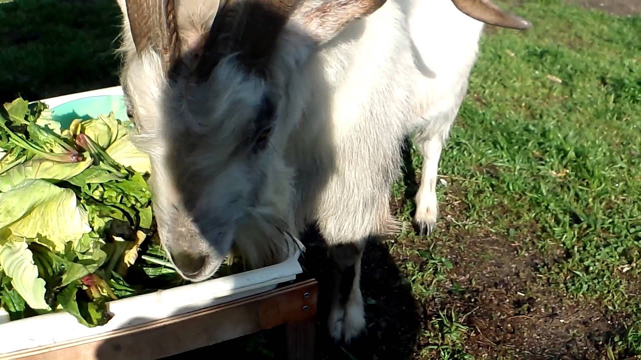 GO GO GOAT! 3 - YouTube