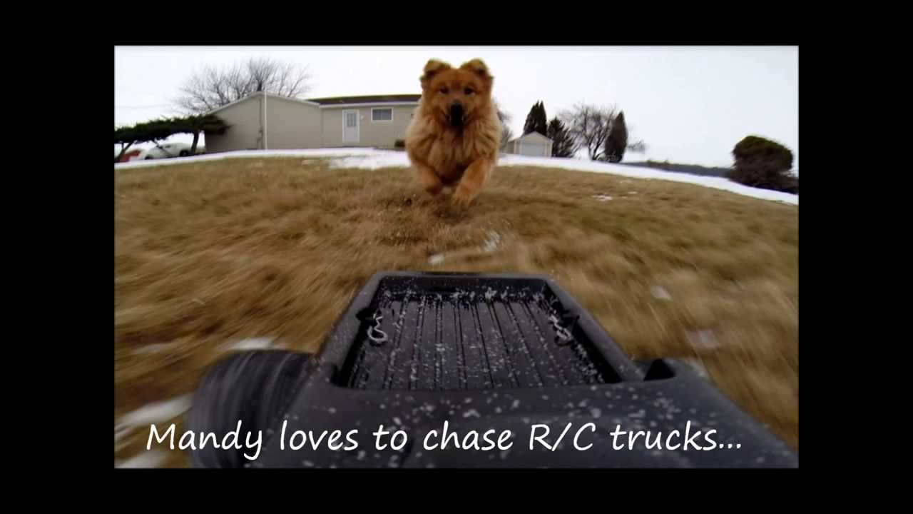 Mandy the Dog Chases a Traxxas Stampede GoPro HD: A Short Weekend Clip ...