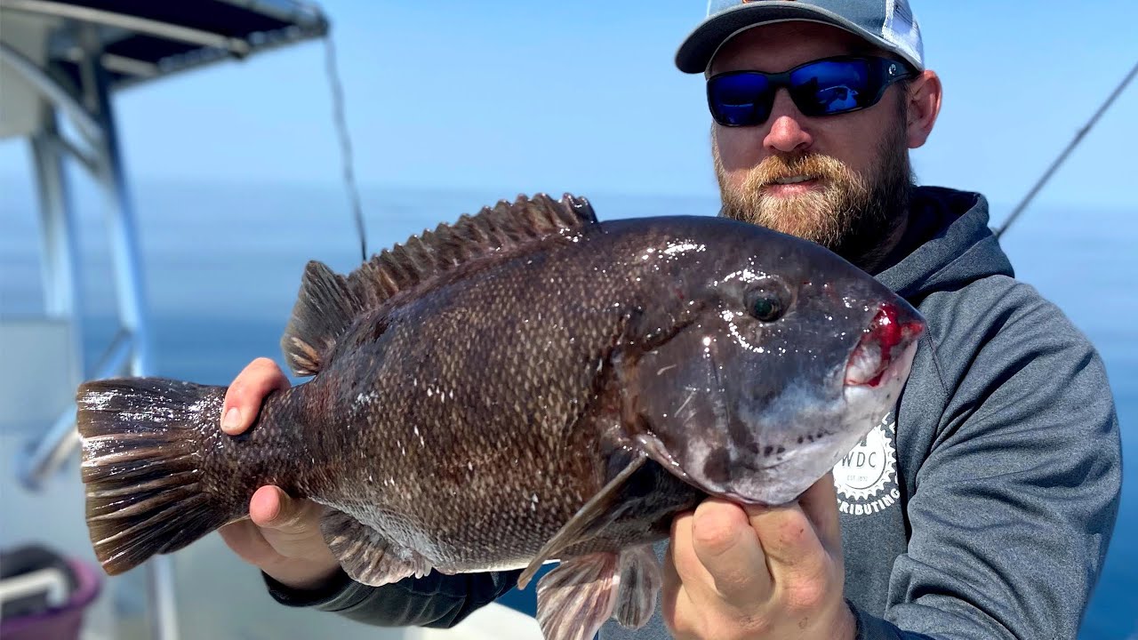 Spring Tog Fishing Virginia Wrecks - YouTube