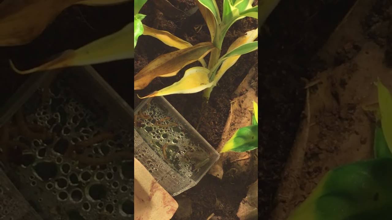 American Green Tree Frog Eating Mealworms - YouTube