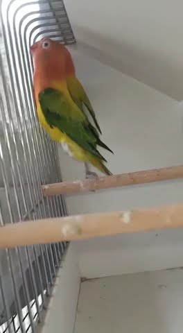 Green euwing opaline love birds - YouTube