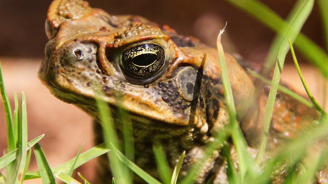 Ecosistemas- Dunas Costeras - YouTube