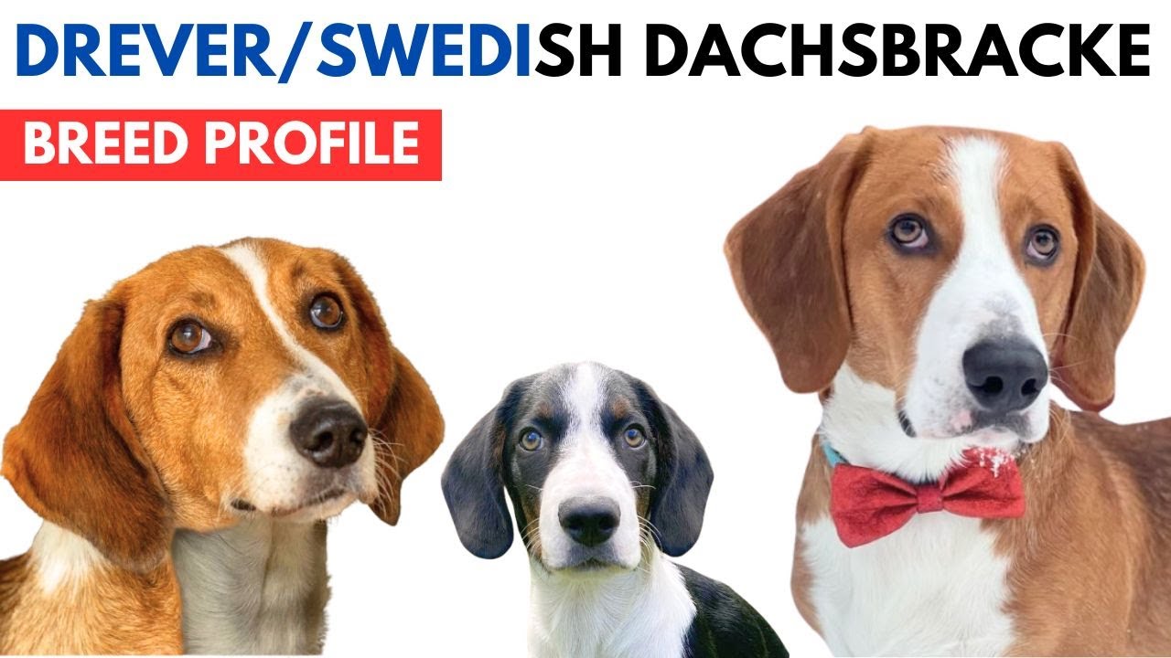 Drever Breed Profile History - Price - Traits - Swedish Dachsbracke ...