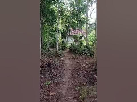 Rumah terbengkalai di tengah hutan - YouTube