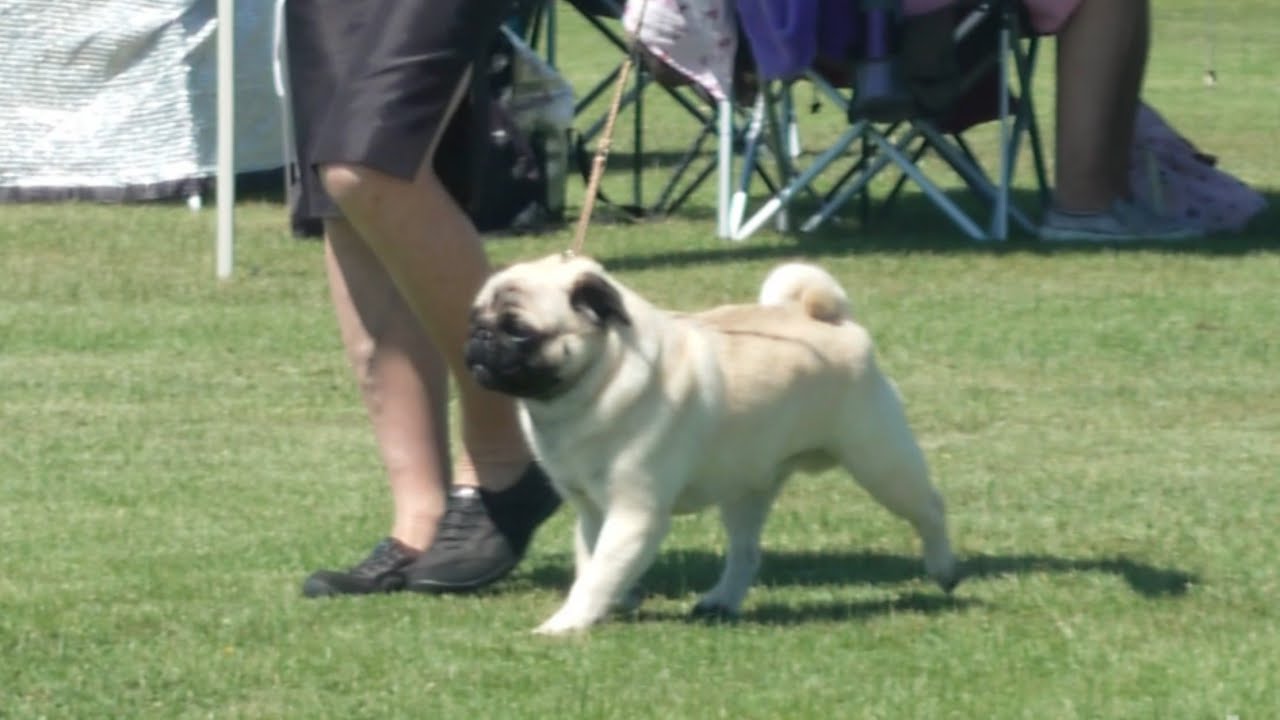 2024 Lyndhurst Show - Toy Dogs - YouTube