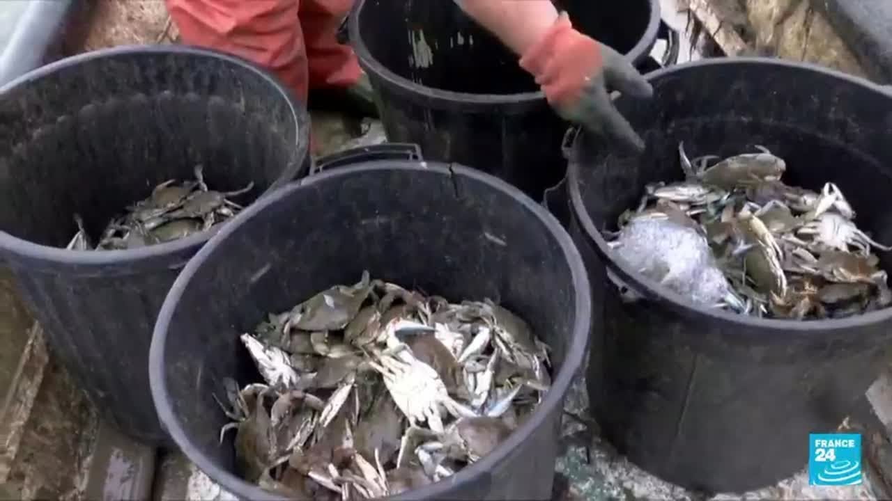 On French Mediterranean, invasive blue crab wreaks havoc on local ...