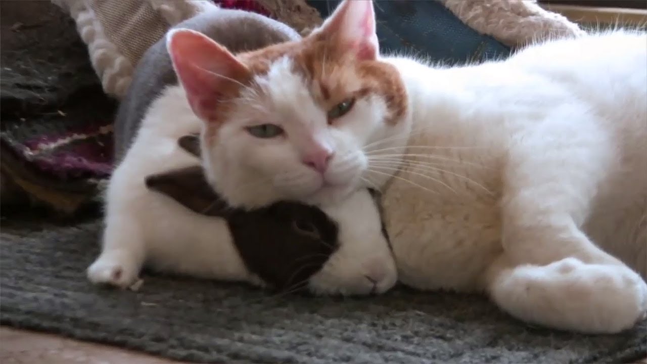 cat and bunny feeling love eachother1 - YouTube