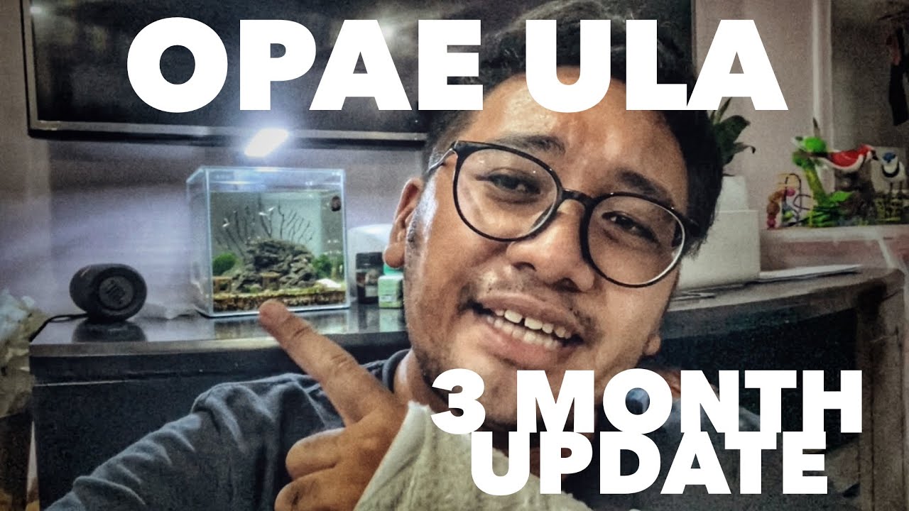 3 month update on Opae Ula 5 liter setup - YouTube