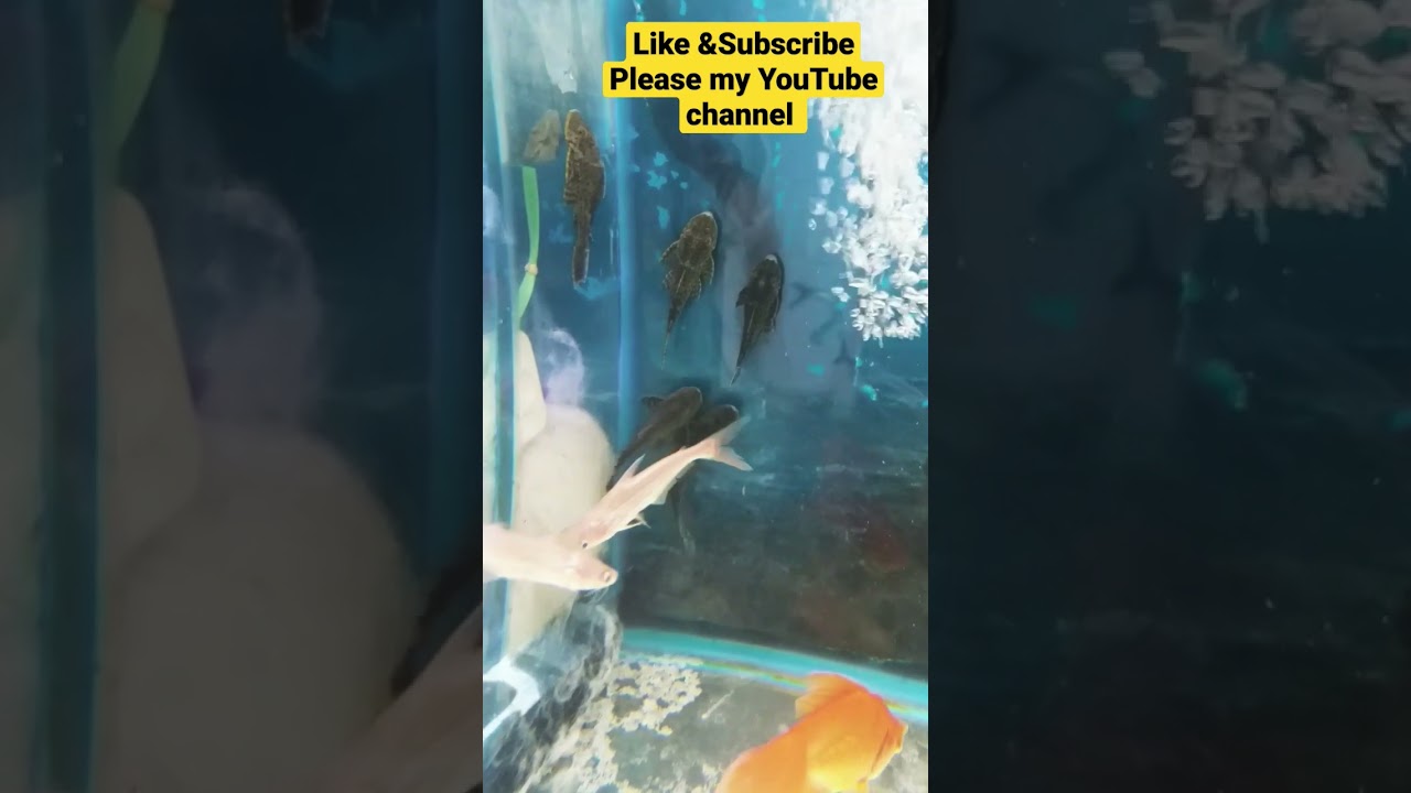 Suckermouth catfish | Parancistrus aurantiacus | Chaetostoma | Shakar ...