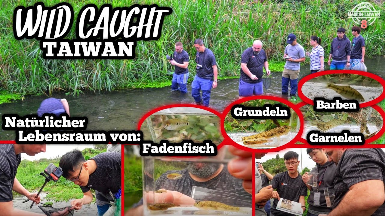 WILD CAUGHT TAIWAN | Catching Aquarium fish in the natural biotope ...
