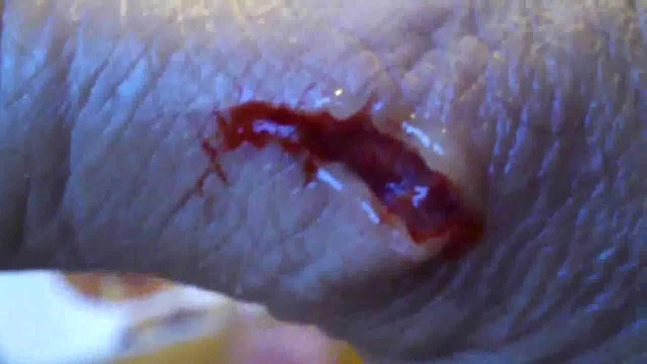 Bluefish Bite - YouTube