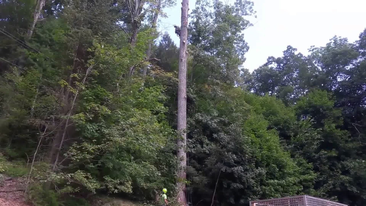 Controlled Log Drop - YouTube