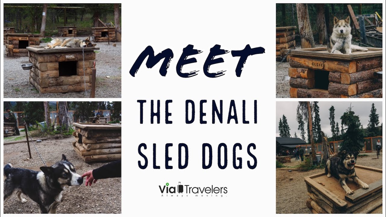 How to MEET Alaskan Husky Sled Dogs at Denali National Park! - YouTube