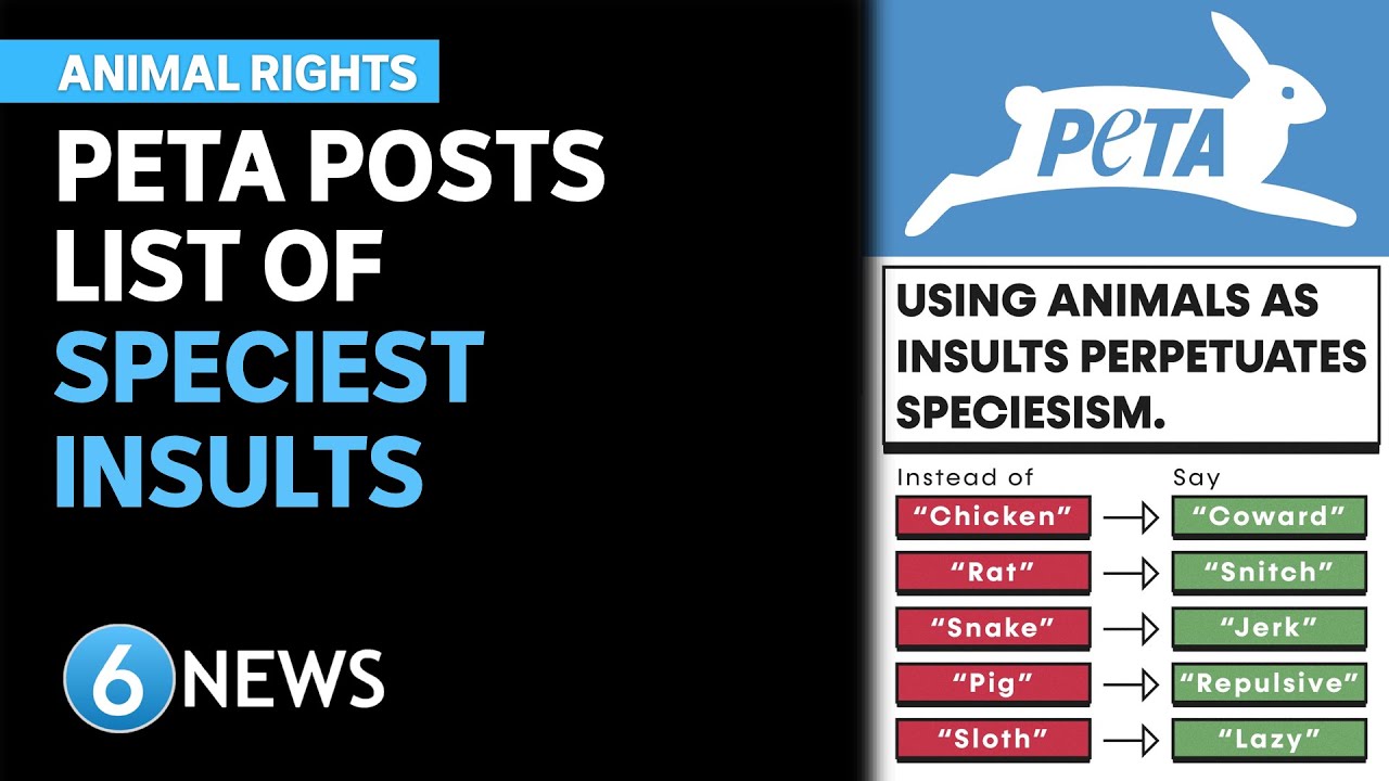 PETA posts list of "speciest insults" - YouTube