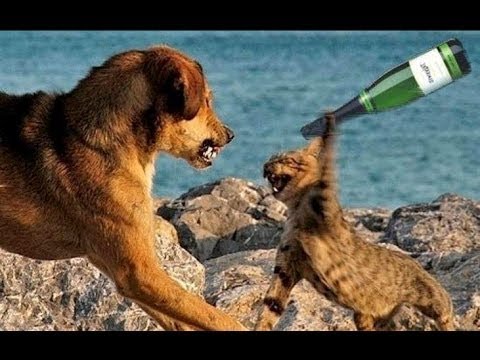 Bad Animals Video Compilation 2017《MUST SEE》 🐾 - YouTube