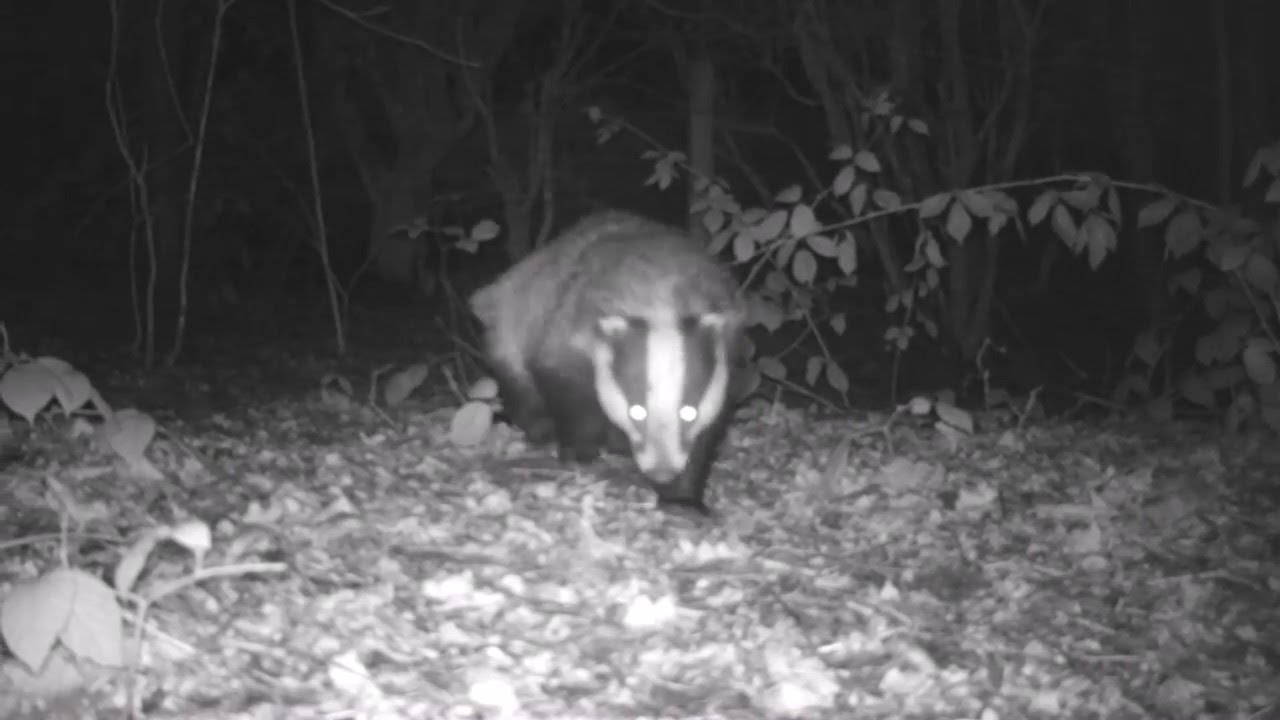 Badger Scratching Camera - YouTube