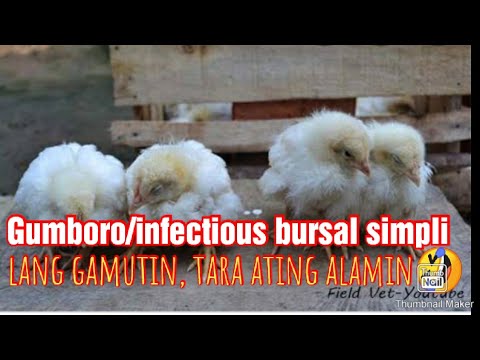 gumboro in chicks prevention and treatment watch & learn - YouTube